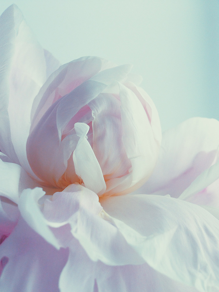 ¿Qué es la pureza? – La Santí­sima Virgen es la Reina del cielo y de la ...